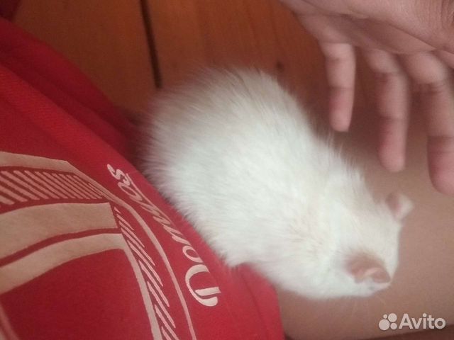Крыса 4 месяца не болеет альбинос порода стандарт