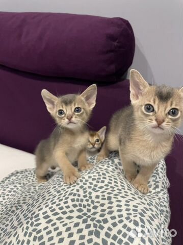 Абиссинская