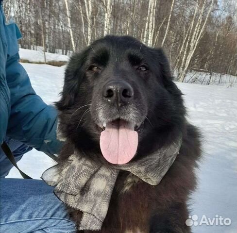 Добрейшая Лола в дар