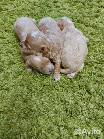 Мальтипу f1 братики-капучинки