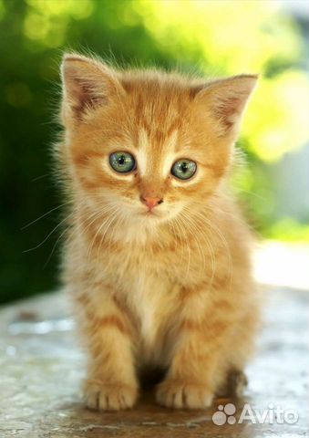 Котенок в дар
