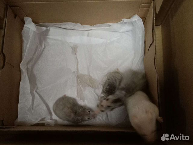 Хомяк в добрые руки