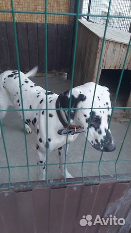 Найден Далматин в кировском районе