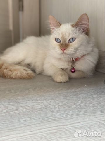 Котенок Мася в добрые руки