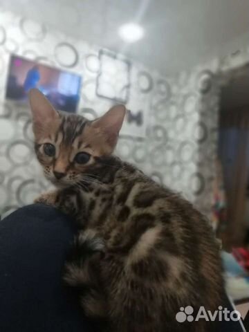 Бенгальские котята