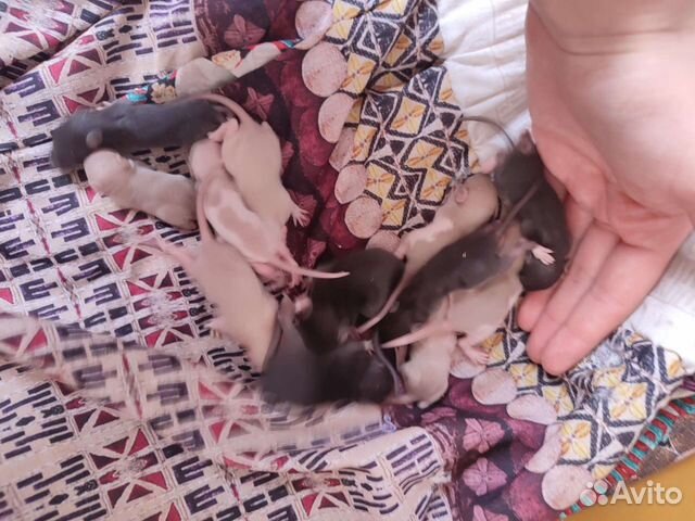 Крысята дамбо