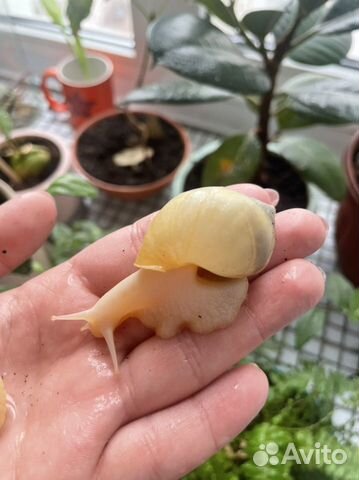 Ахатина Фулика Альбино и Анамские палочникии