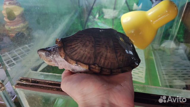 Килевая мускусная черепаха