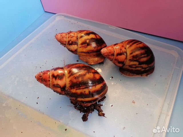 Улитки архахатины большие