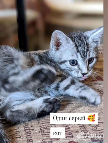 Котята ищут дом и заботливые руки