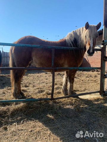 Продам лошадей