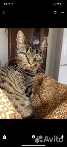 Кошка в дар