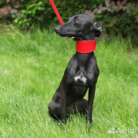 Левретка - девочка черного окраса