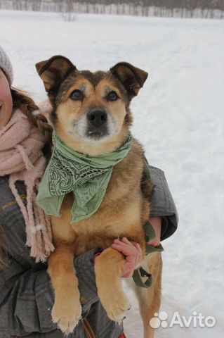 Собака в добрые руки