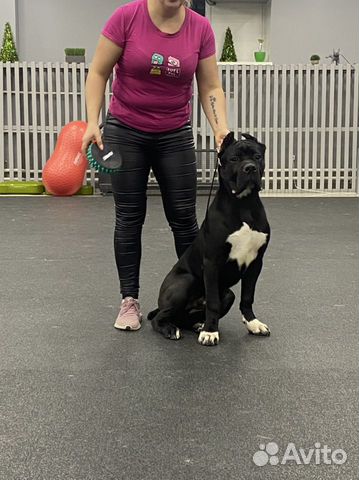 Итальянский кане-корсо