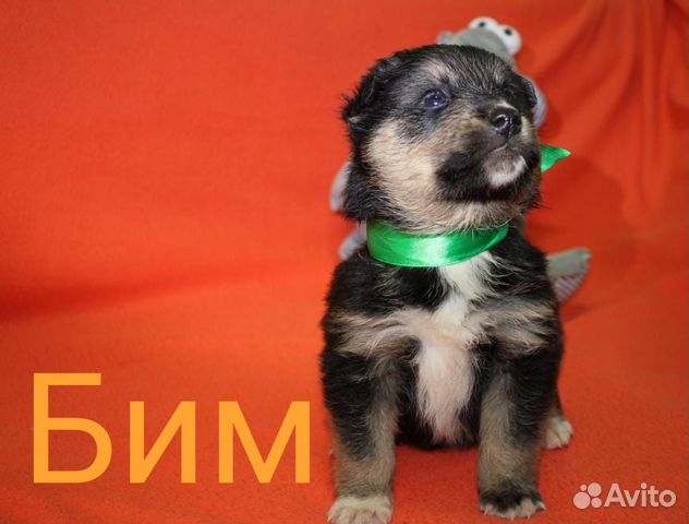 Маленький Бимка ищет дом