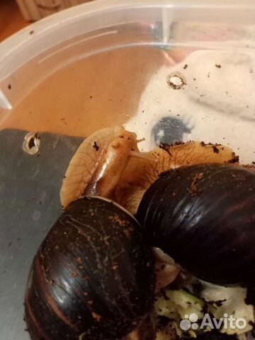 Улитки ахатины маленькие