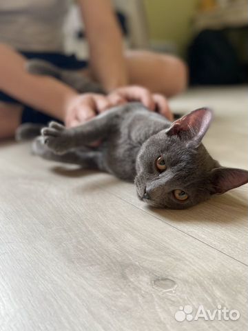 Найден котёнок-подросток русская голубая