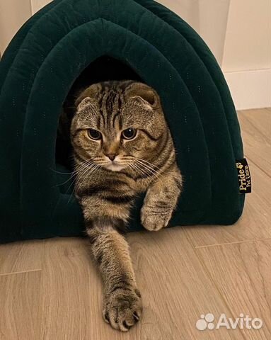 Очень красивый сладкий шотландский котик на вязку