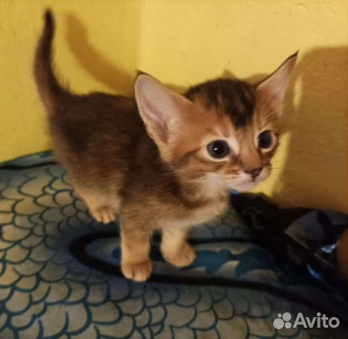 Котята чаузи ф4 и чистокровные абиссинчики