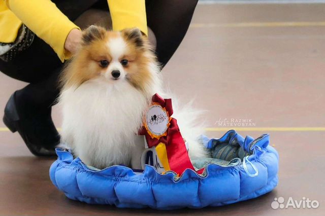 Классный парень вязка и продажа