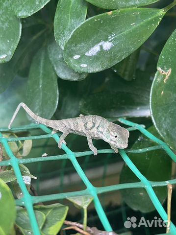 Пантеровый хамелеон