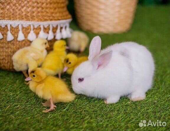 Кролик, Утята, Цыплята для Фото