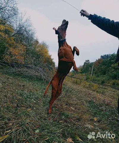 Венгерская выжла