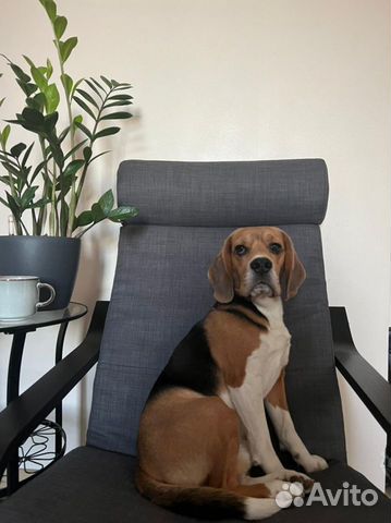 Бигль вязка