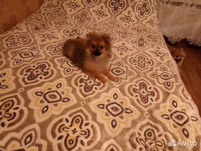 Померанский шпиц мальчик