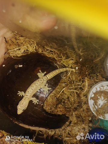 Траурные гекконы Lepidodactylus lugubris