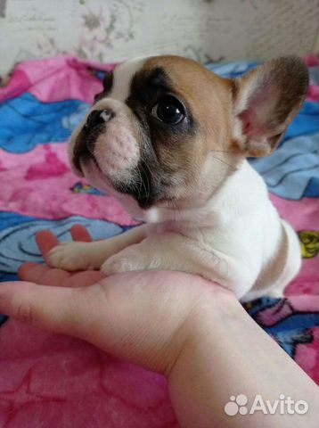 Голубогенные щенки вместе с мамой