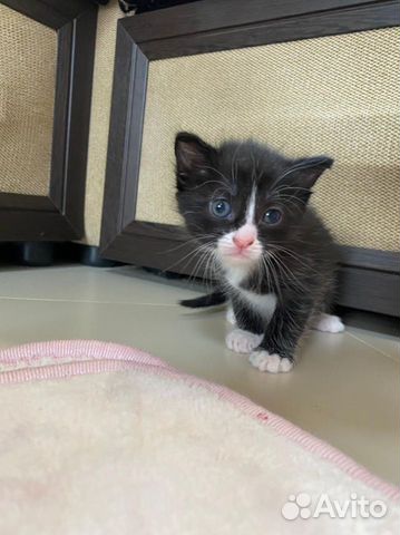 Котята
