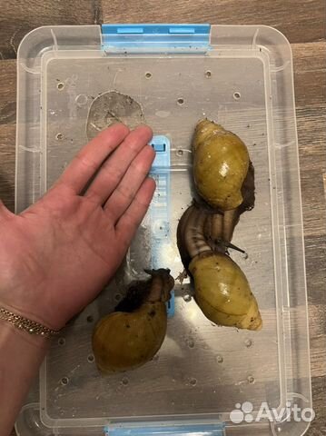 Улитки Ахатины в дар