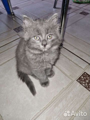 Котенок