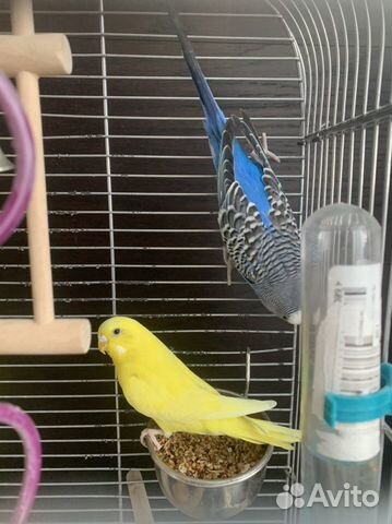 Отдаю бесплатно попугай