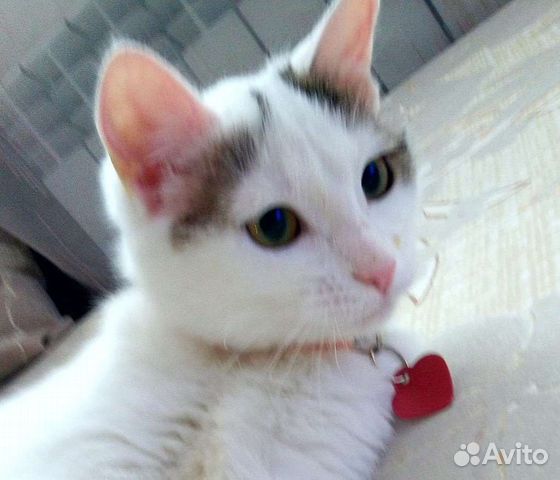 Нежная и воспитанная Китти., 8 месяцев