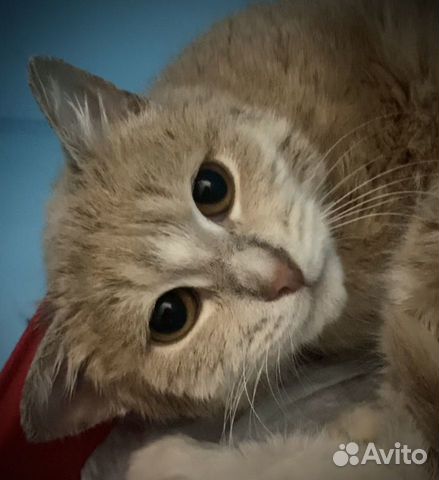 Грустный Фунтик (8 мес)