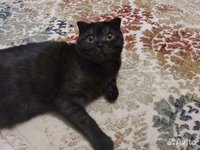 Девочка скотиш фолд