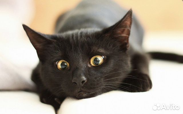 Возьму в добрые руки котенка