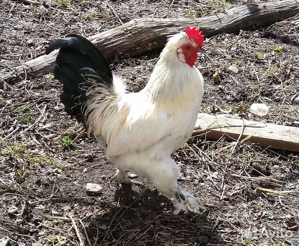 Петух молодой декоративный