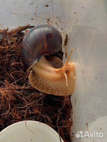 Улитки ахатины бесплатно