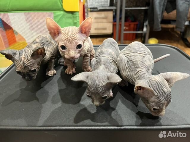 Канадский сфинкс