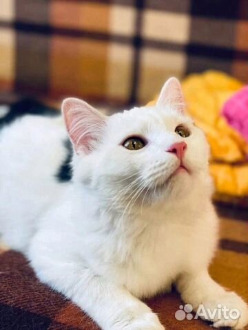 Блондин ищет надежный дом