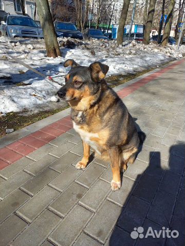 Собака Дося срочно ищет дом