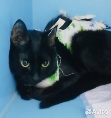 Чёрная Котенок-подросток ждёт добрую хозяйку