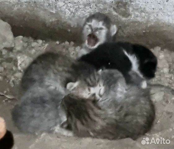 Пищат новорождённые котята в подвале