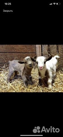 Козлята