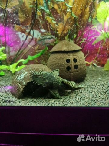 Анциструс сом самец