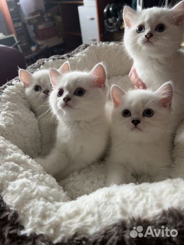 Британские котята серебристая шиншилла